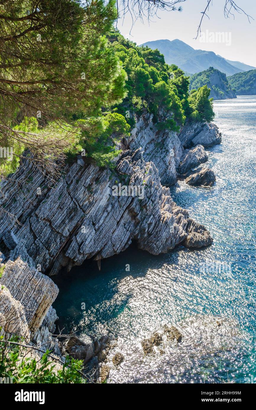 Sunlit cliffs, covered with branches of evergreen trees, in Petrovac na ...