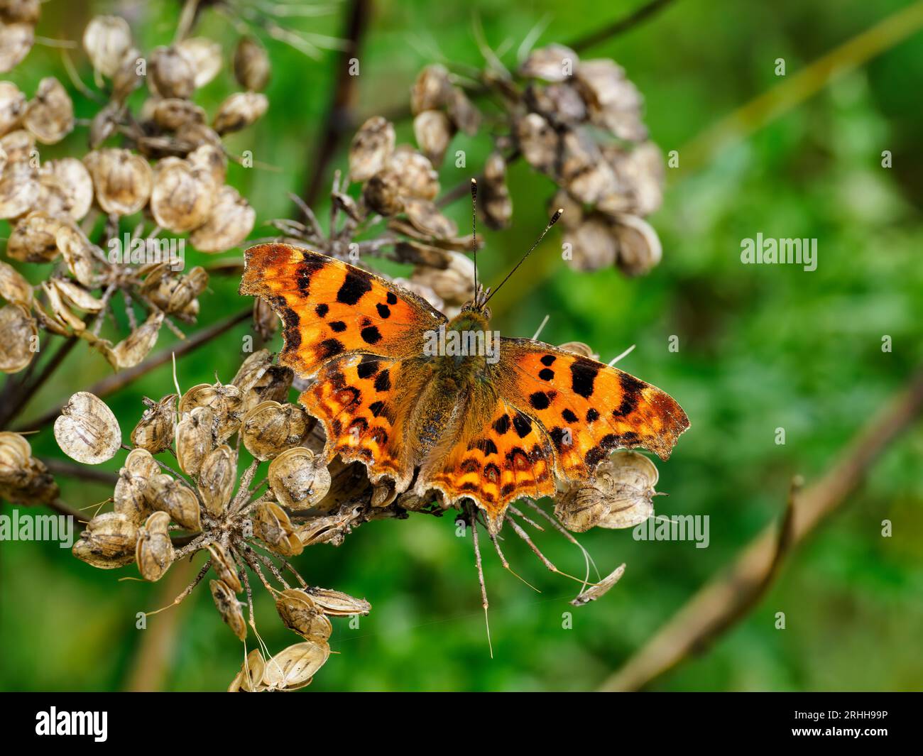 Comma butterfly (Polygonia c-album Stock Photo - Alamy