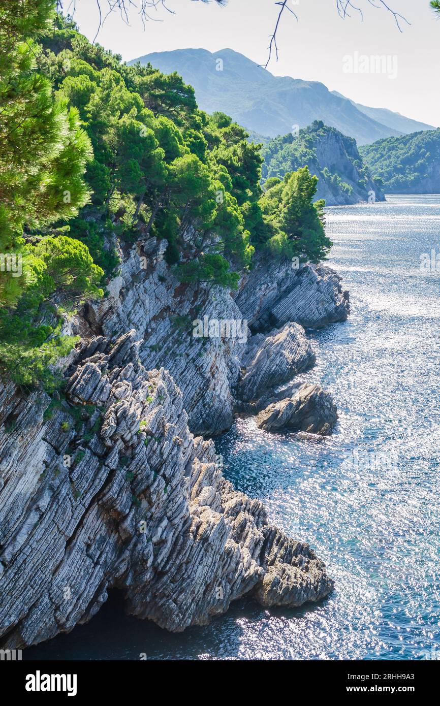 Sunlit cliffs, covered with branches of evergreen trees, in Petrovac na ...
