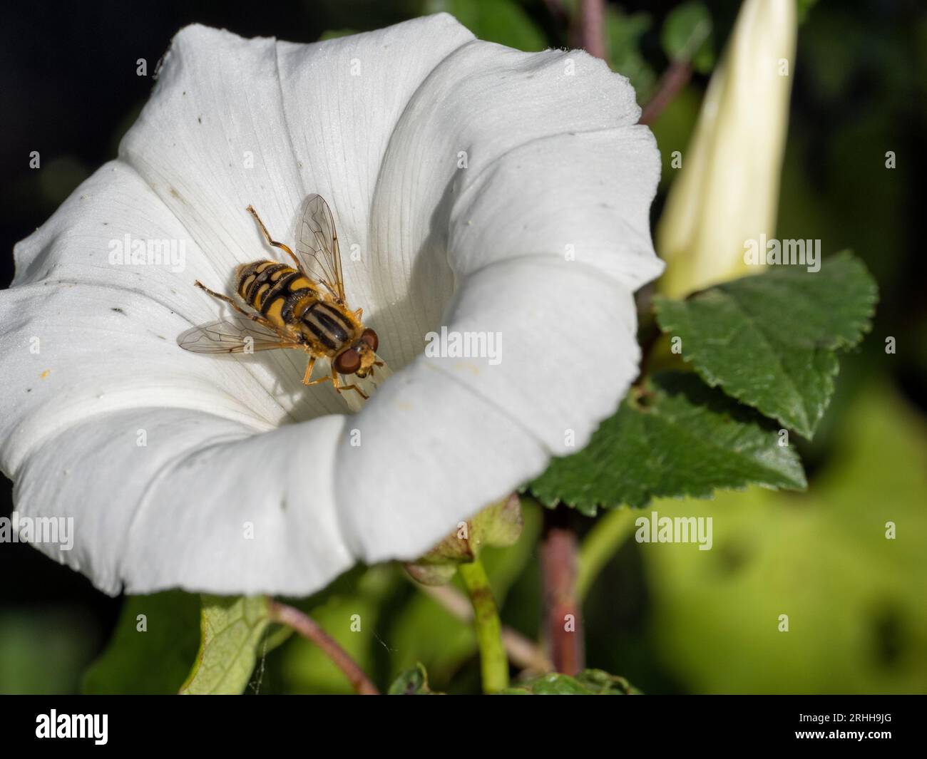 Helophilus pendulus (footballer) hoverfly inside a white bindweed ...