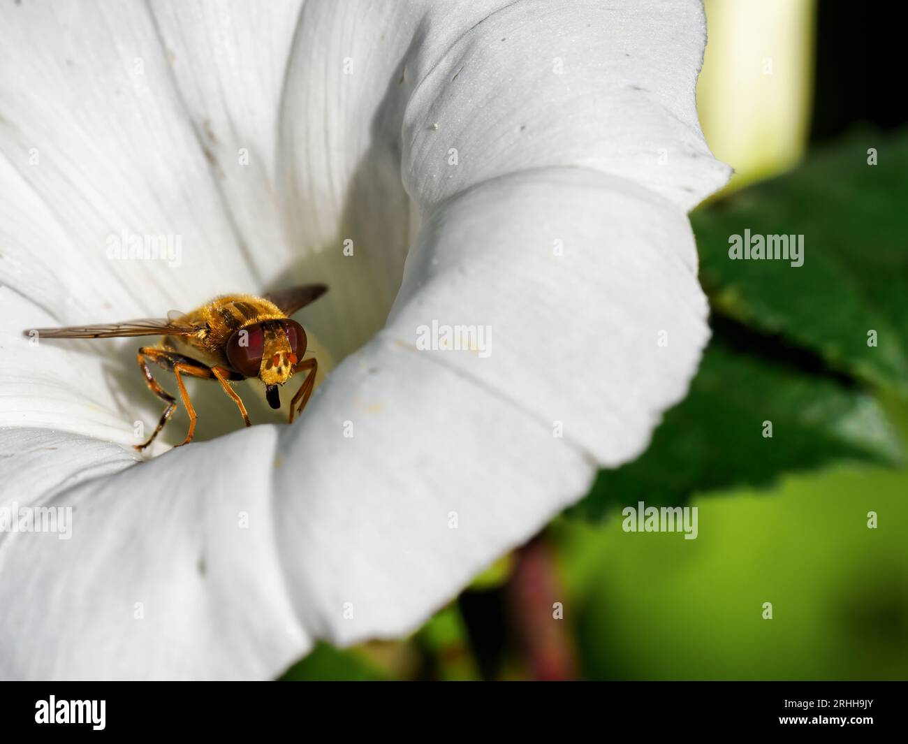 Helophilus pendulus (footballer) hoverfly inside a white bindweed ...
