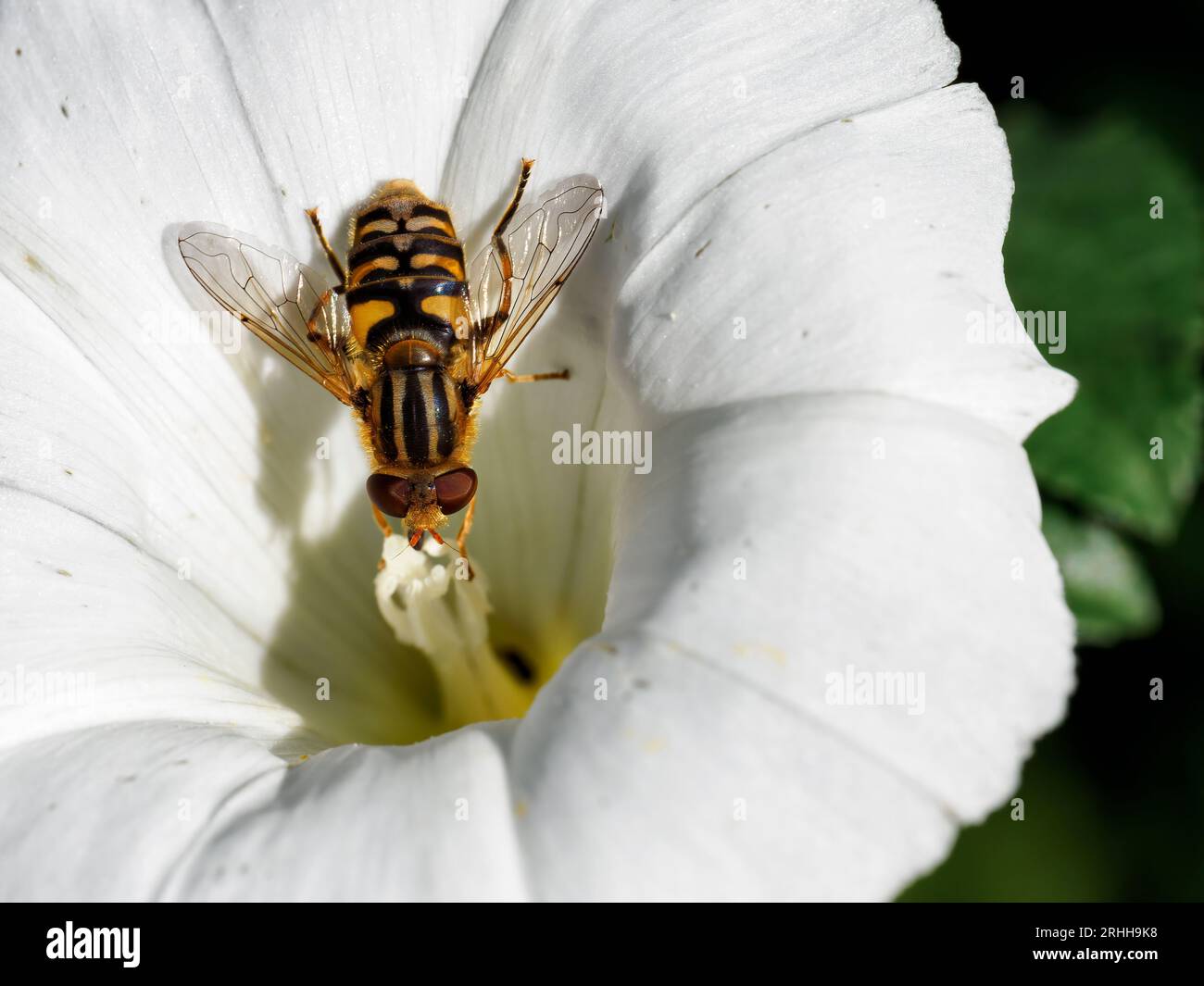 Helophilus pendulus (footballer) hoverfly inside a white bindweed ...