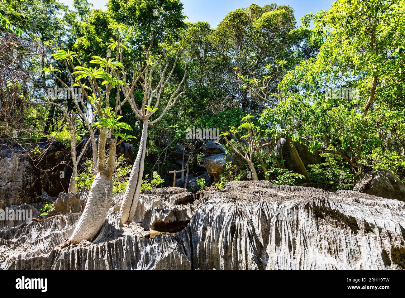 Petit Tsingy de Bemaraha, Strict Nature Reserve located near the ...