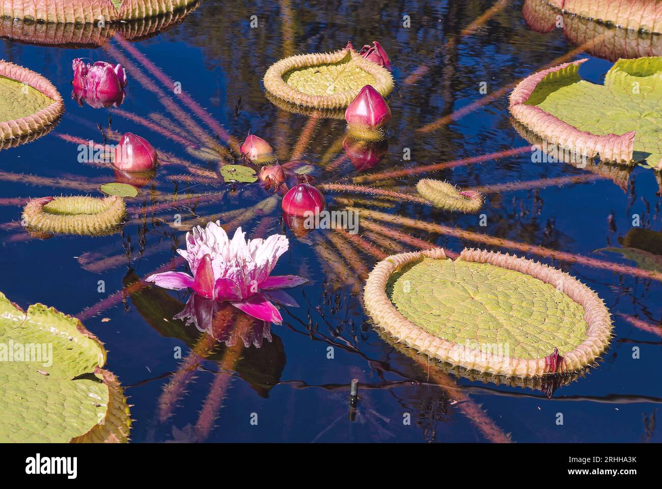 water lily pond, cultivated flower, 7 buds, platters, varied sizes ...