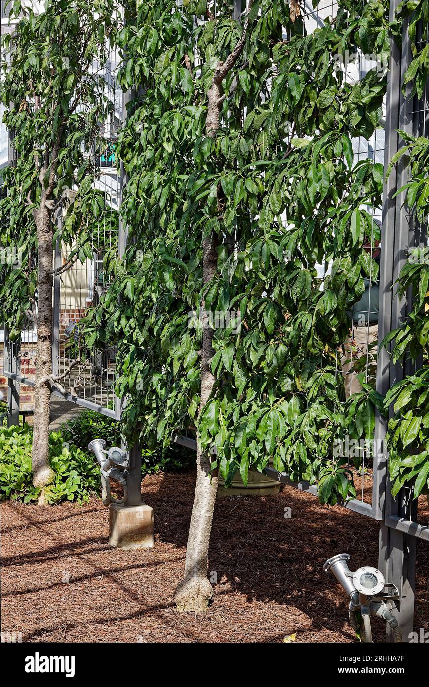 Espaliers, trees growing flat against trellis, training and pruning ...