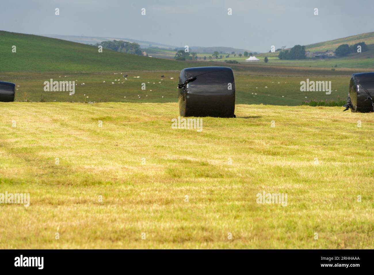 Silage bales wrapped in black plastic in a field in Northumberland, UK ...