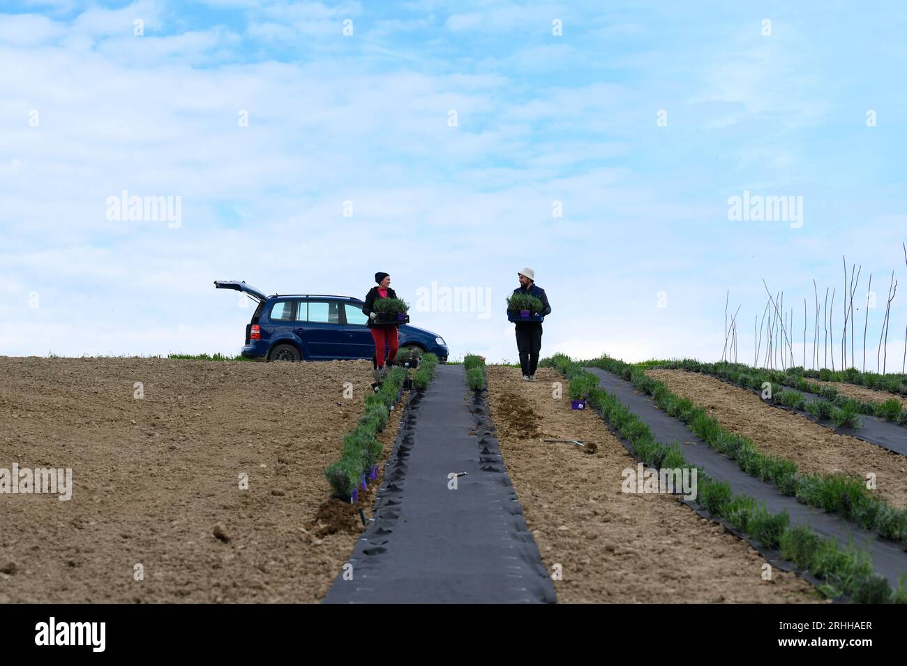 A man and a woman carry lavender seedlings in boxes to plant in the ...