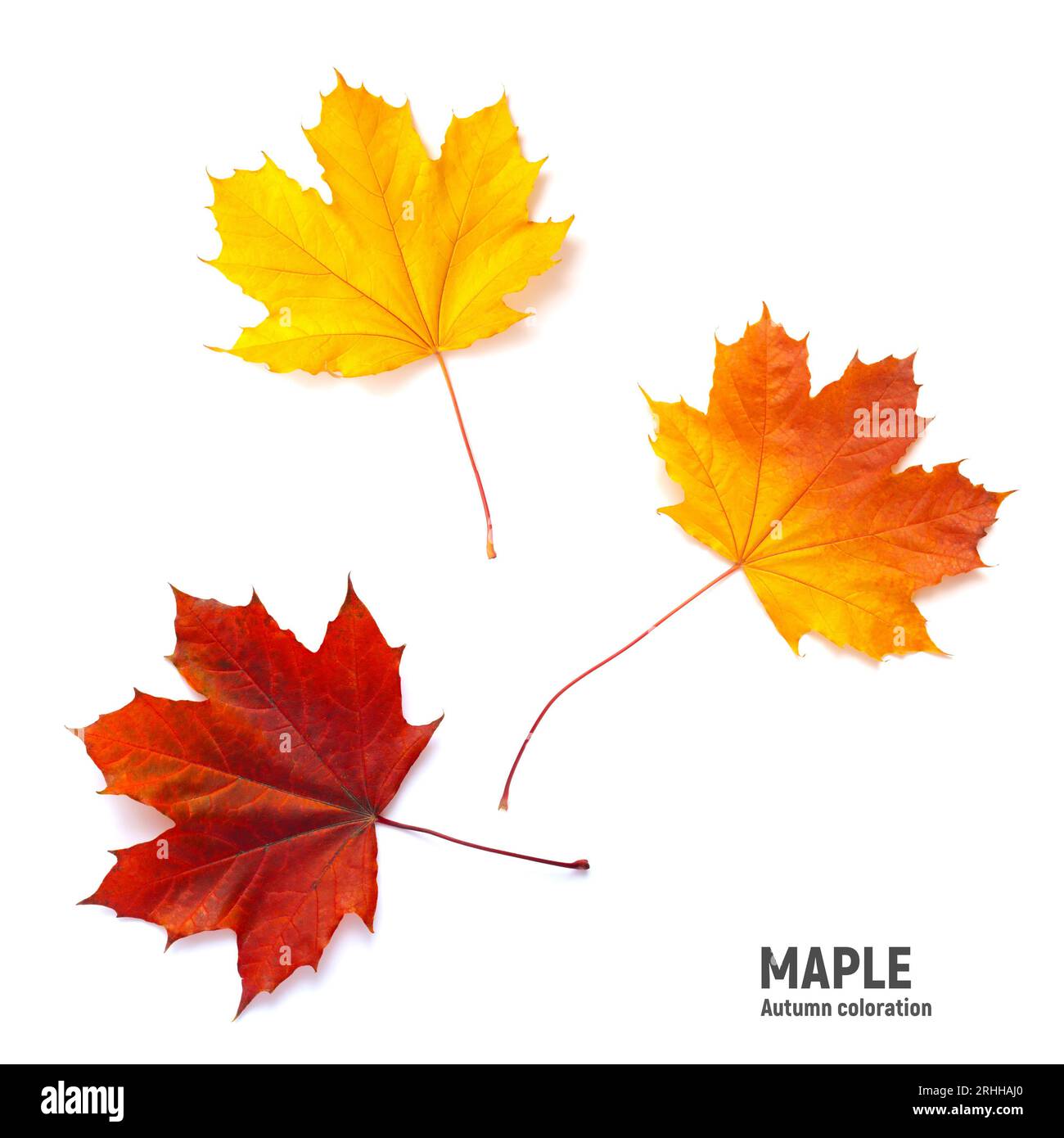 Autumn maple leaf on a white background, different colors Stock Photo ...