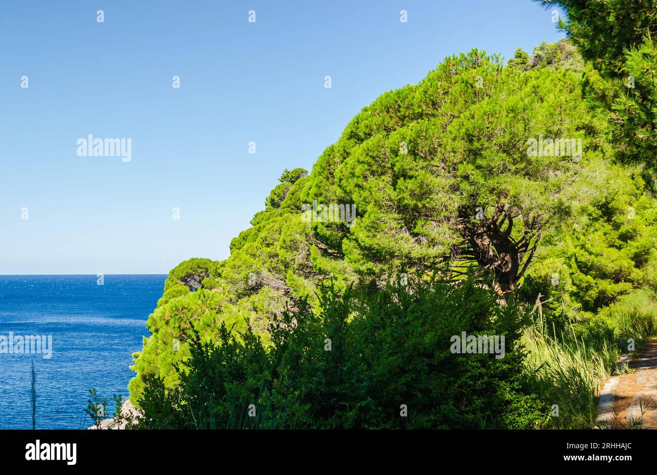 Sunlit cliffs, covered with branches of evergreen trees, in Petrovac na ...