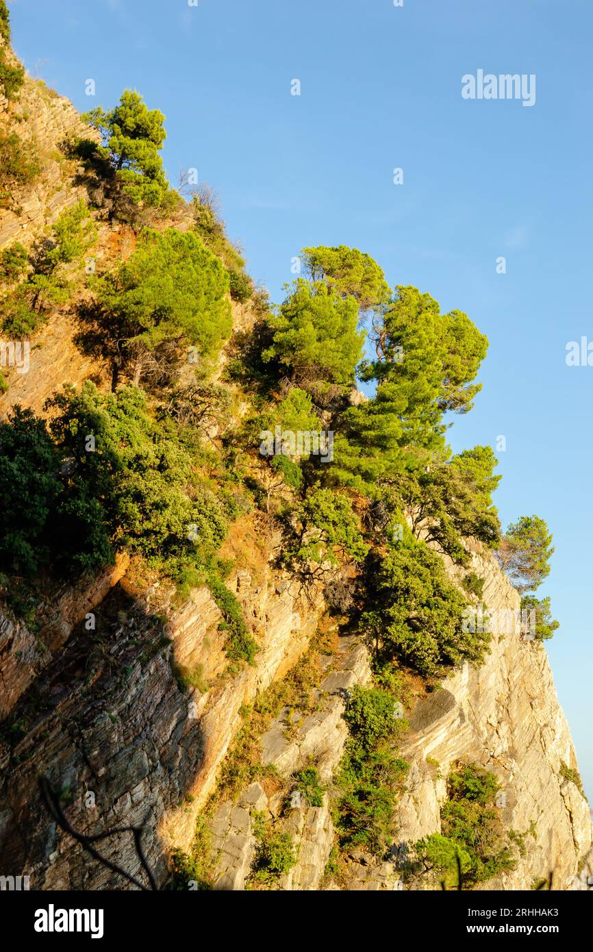 Sunlit cliffs, covered with branches of evergreen trees, in Petrovac na ...