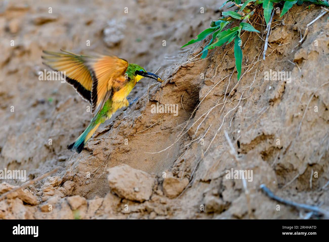 Little Beeater (Merops pusillus) at its nest hole. Photo from Kruger NP ...