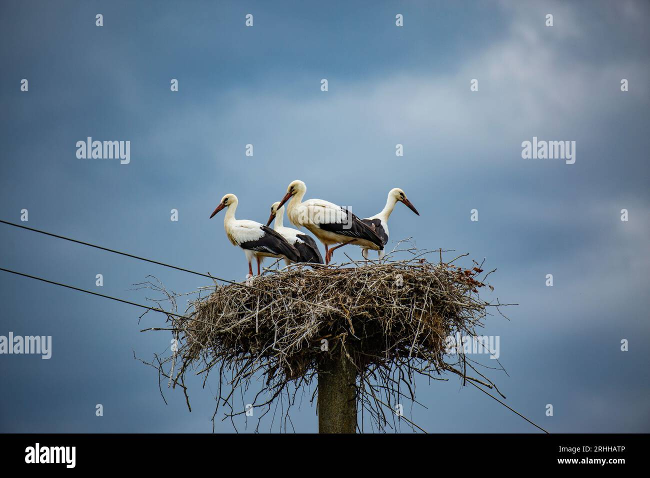 überleben der natur hi-res stock photography and images - Alamy