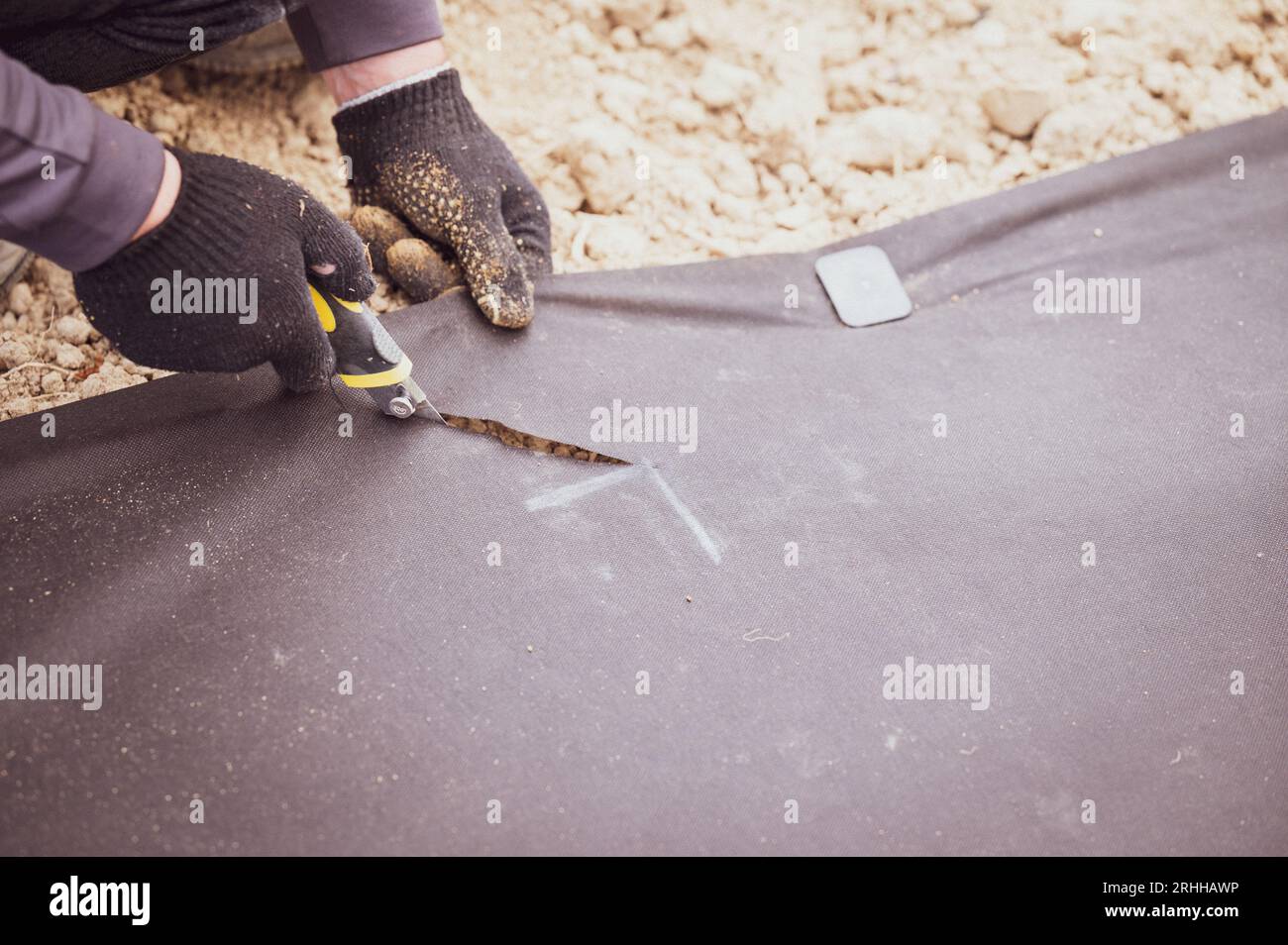 A man cuts the black agrofiber along the mark, the agrofiber covers the ...