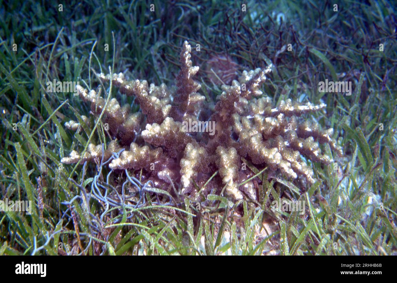 The highly venomous hell's fire anemone (Actinodendron sp.) growing in ...