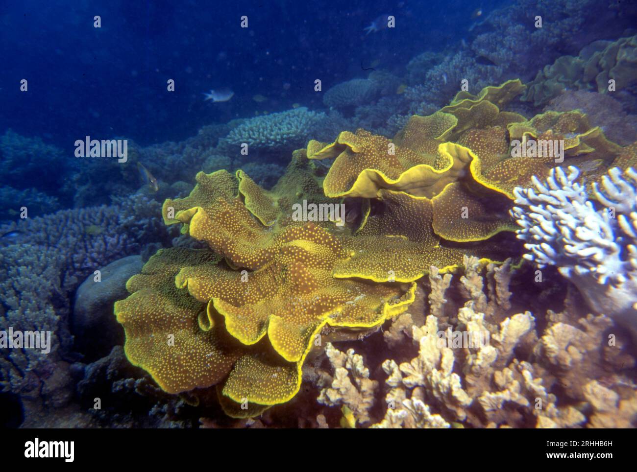 Yellow scroll coral (Turbinaria reniformis) from Hook Island, the ...