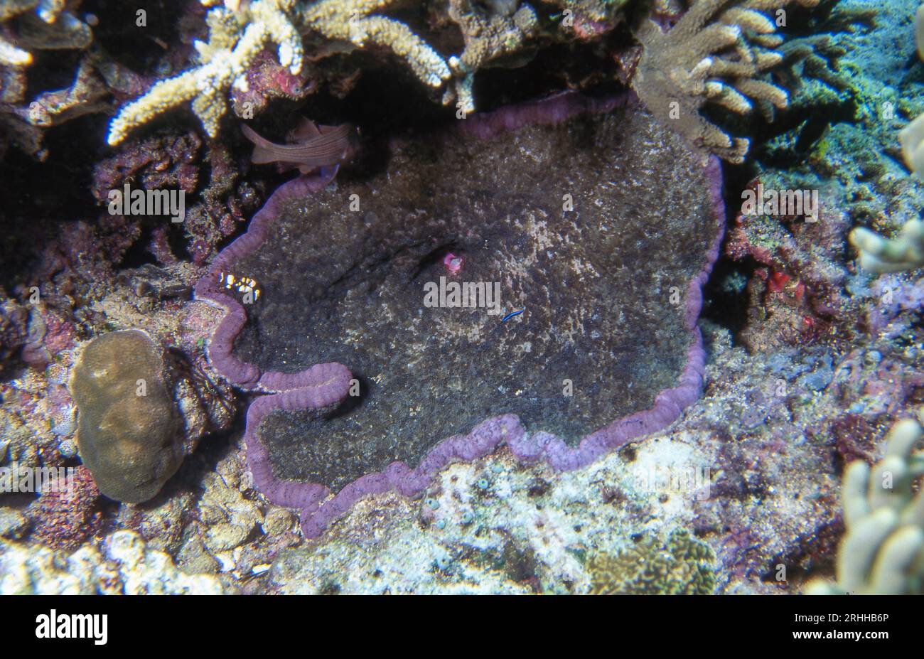 Pizza anemone hi-res stock photography and images - Alamy