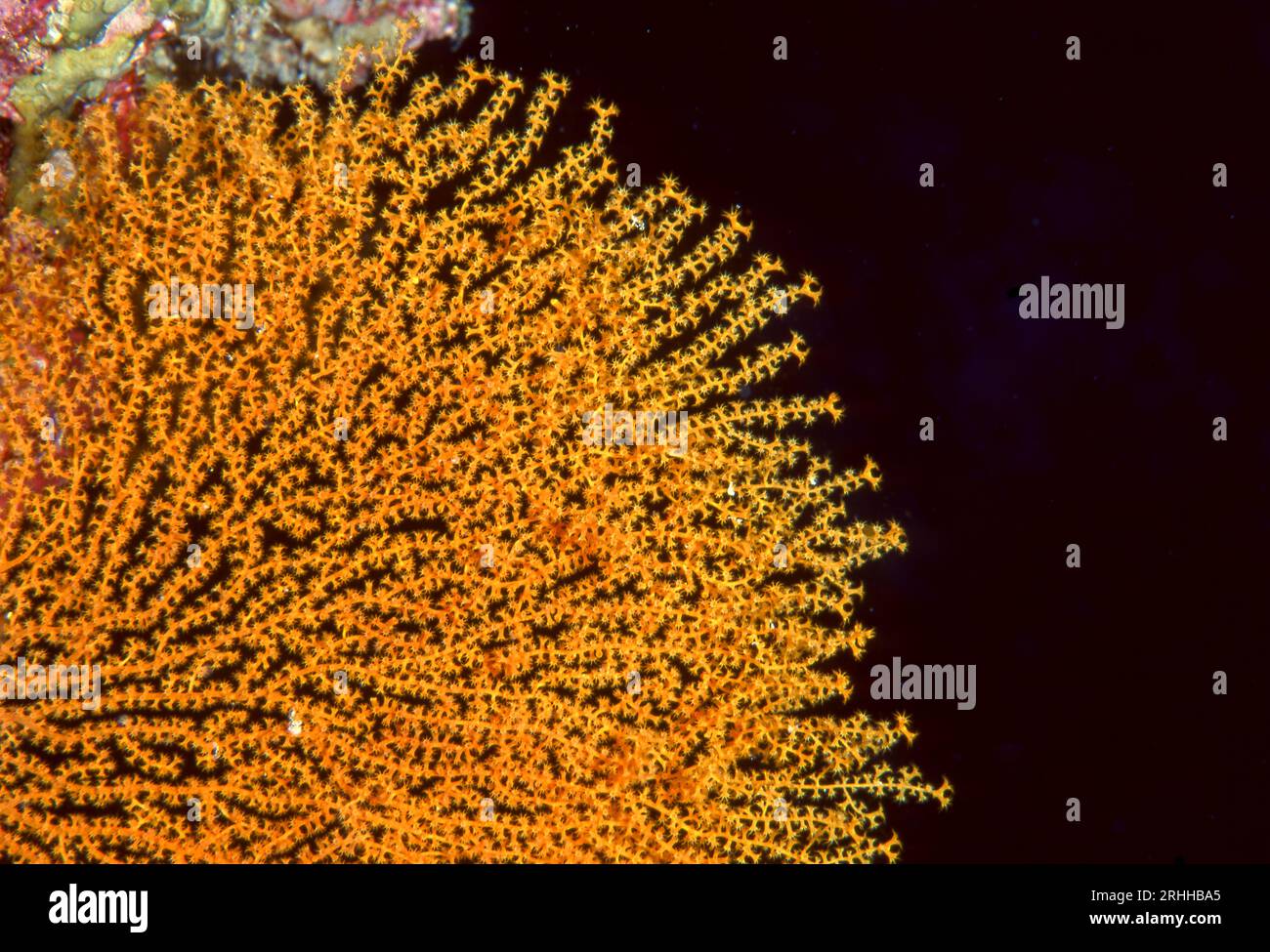 the Holaxonian gorgonia Villogorgia sp. from Kuredu Island, the ...