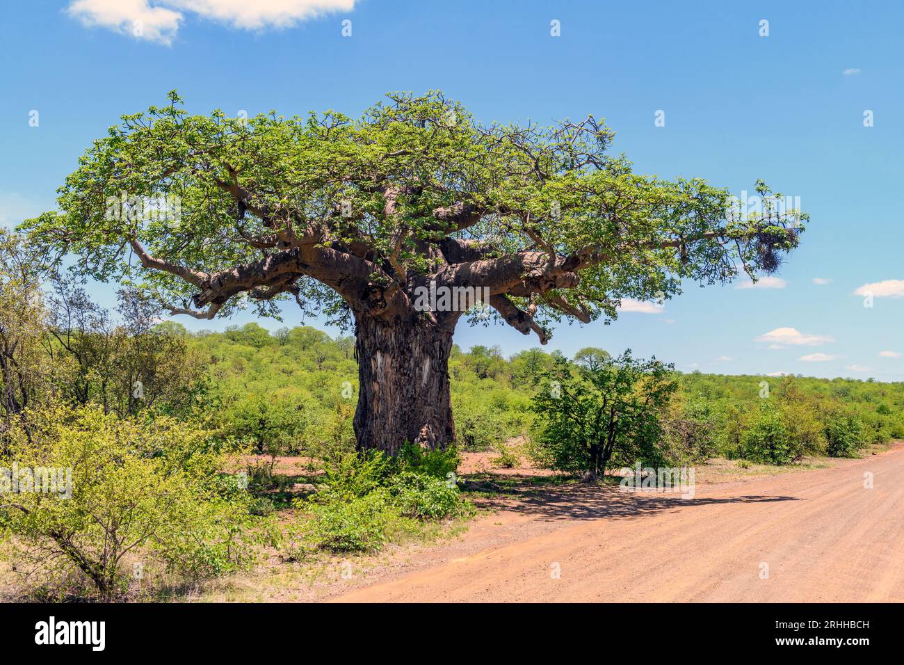 Mopani district hi-res stock photography and images - Alamy