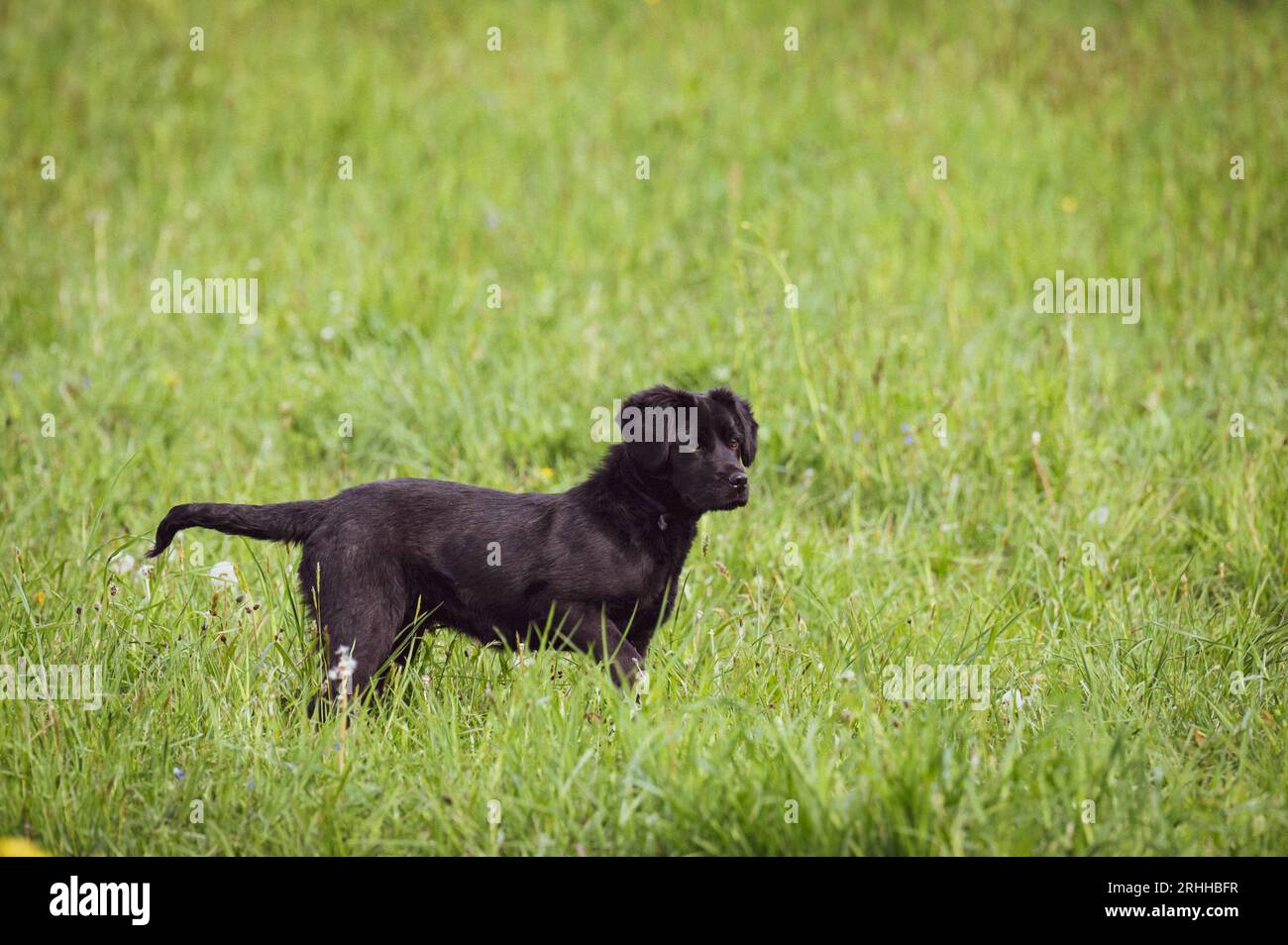 A small black dog walks in the grass, a cocker spaniel crossbreed Stock ...