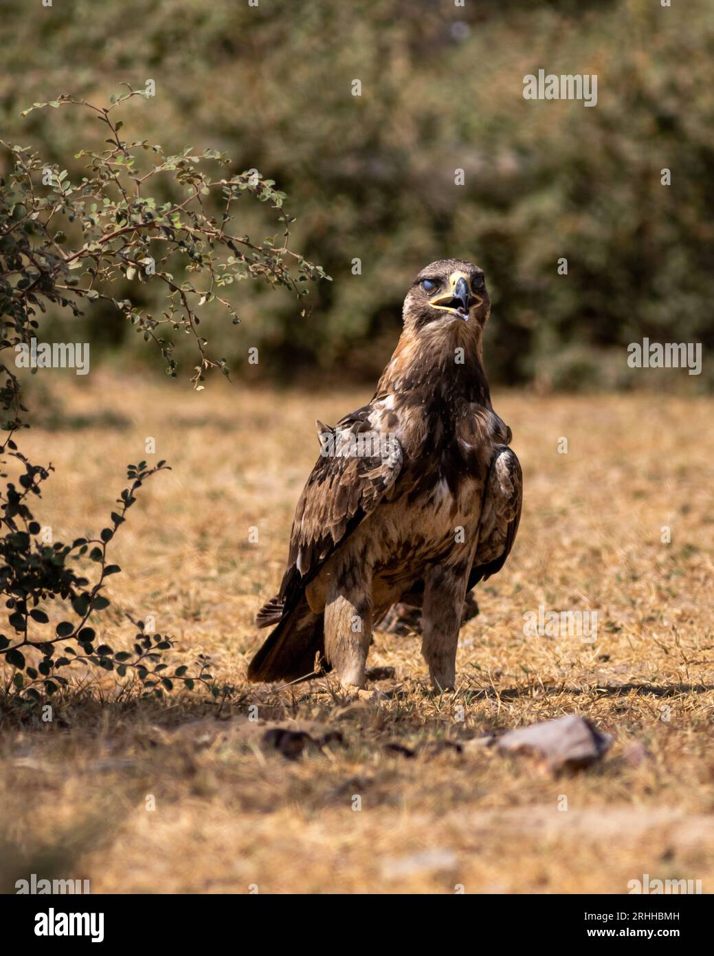 tawny eagle or Aquila rapax closeup or portrait in natural green ...
