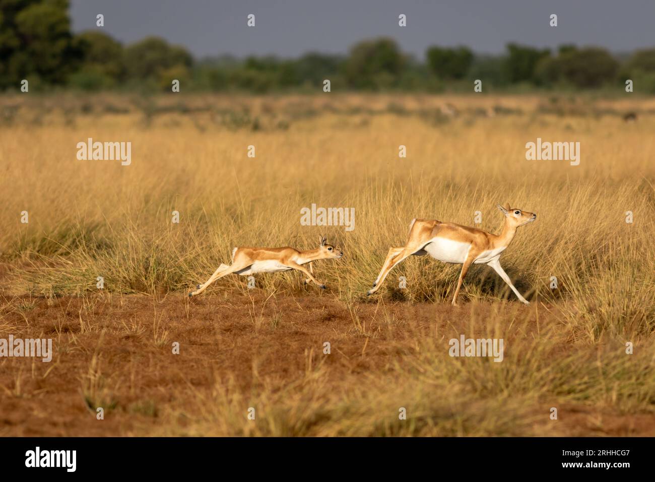Female indian blackbuck gujarat hi-res stock photography and images - Alamy