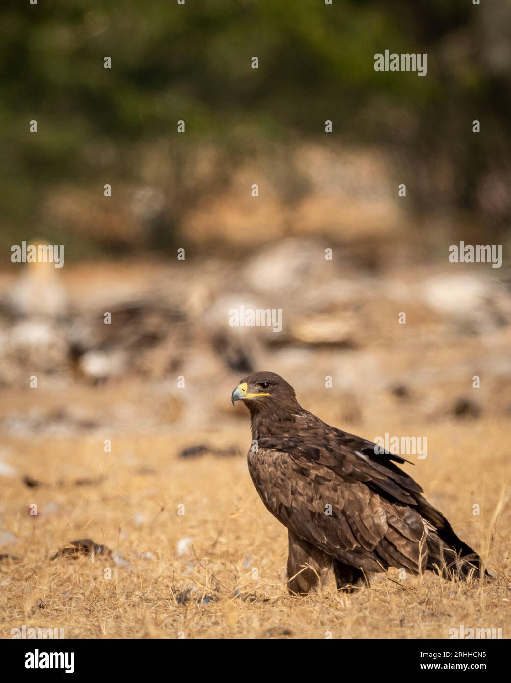 Steppe eagle india migration hi-res stock photography and images - Alamy