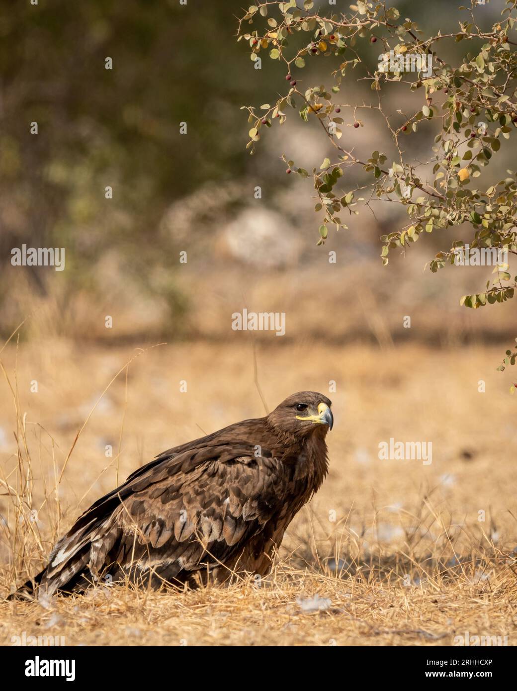 Steppe eagle india migration hi-res stock photography and images - Alamy