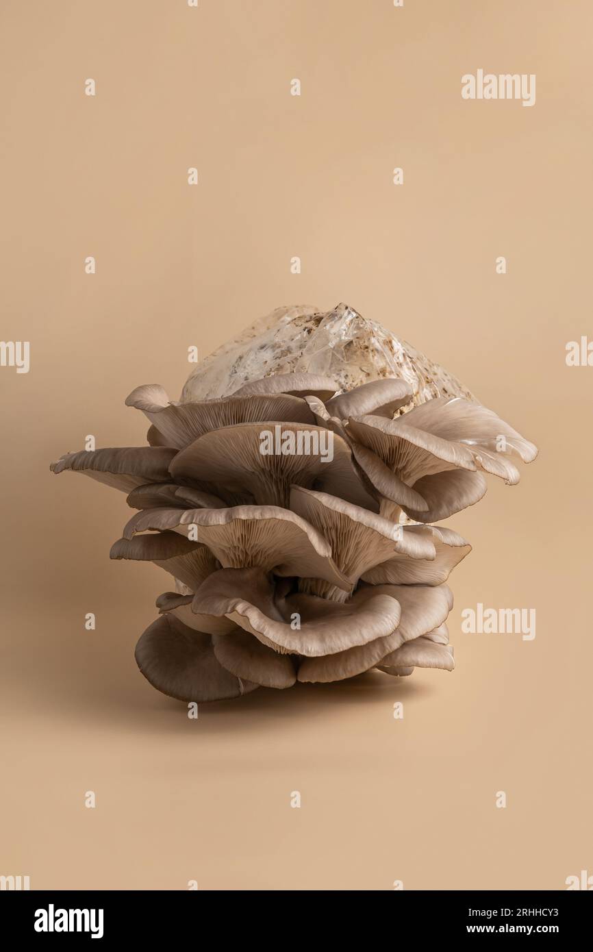 Mushroom Growing, beautiful natural organic oyster mushrooms Stock ...