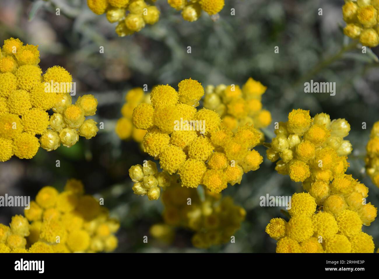 Yellow flowers of Helichrysum italicum, also known as Curry plant ...