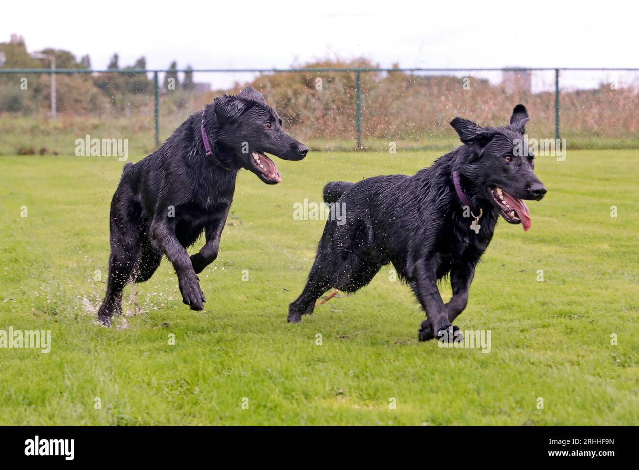 Nest reunion hi-res stock photography and images - Alamy