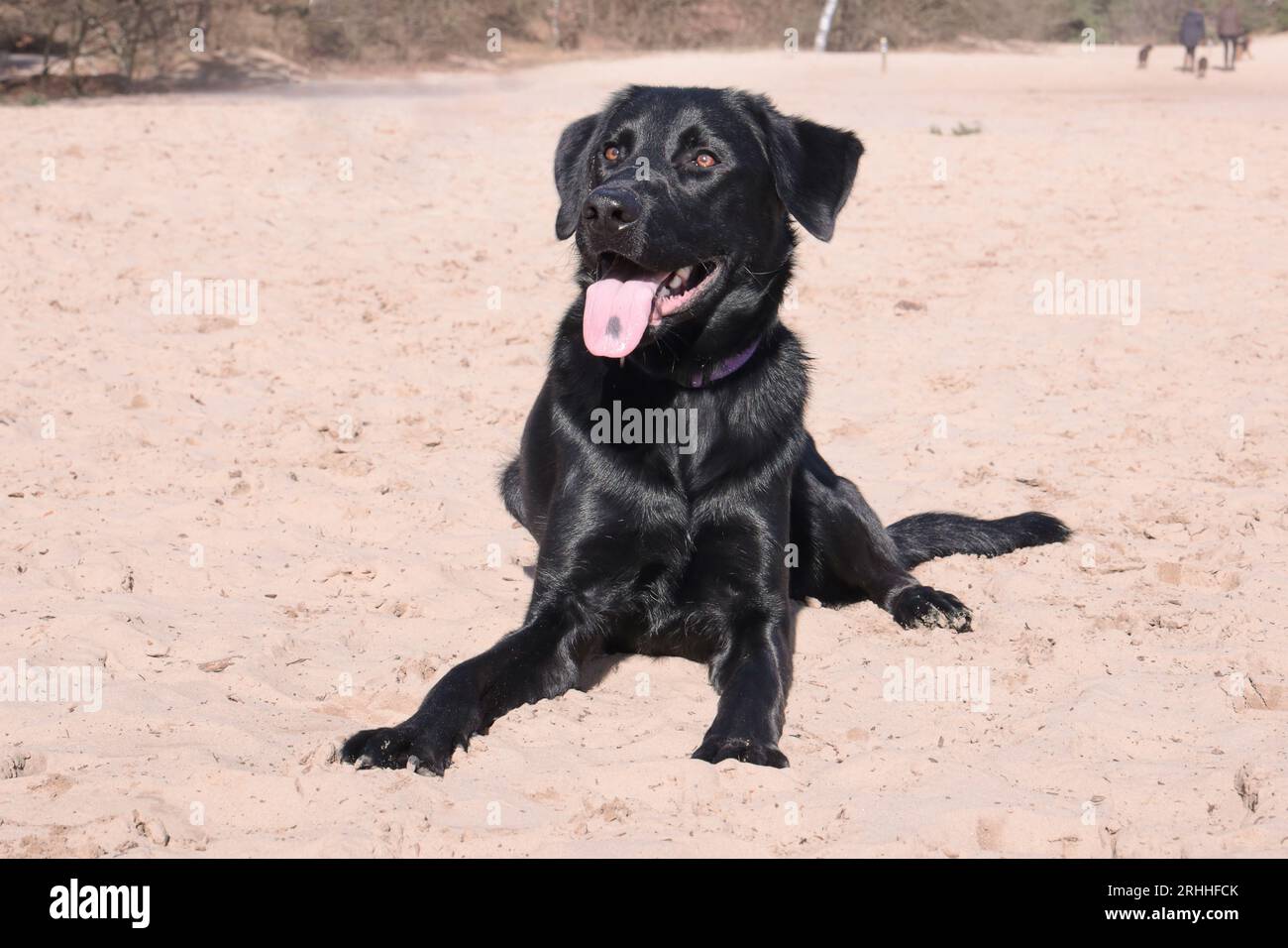 Golden retriever labrador retriever hybrid hi-res stock photography and ...