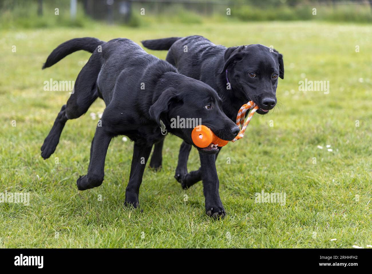 Golden retriever litter playing hi-res stock photography and images - Alamy