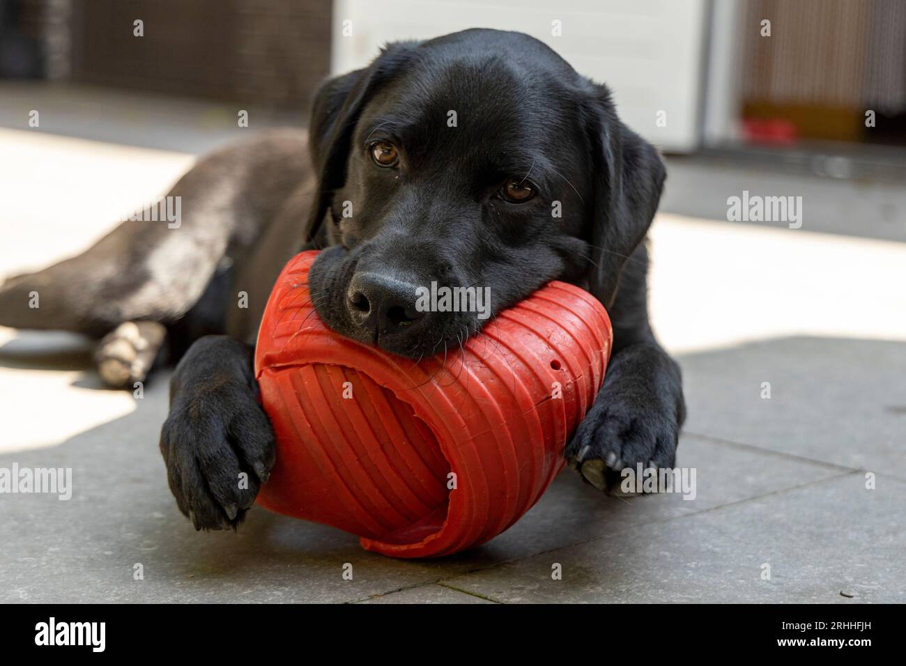 Labrador guide dog puppy hi-res stock photography and images - Alamy