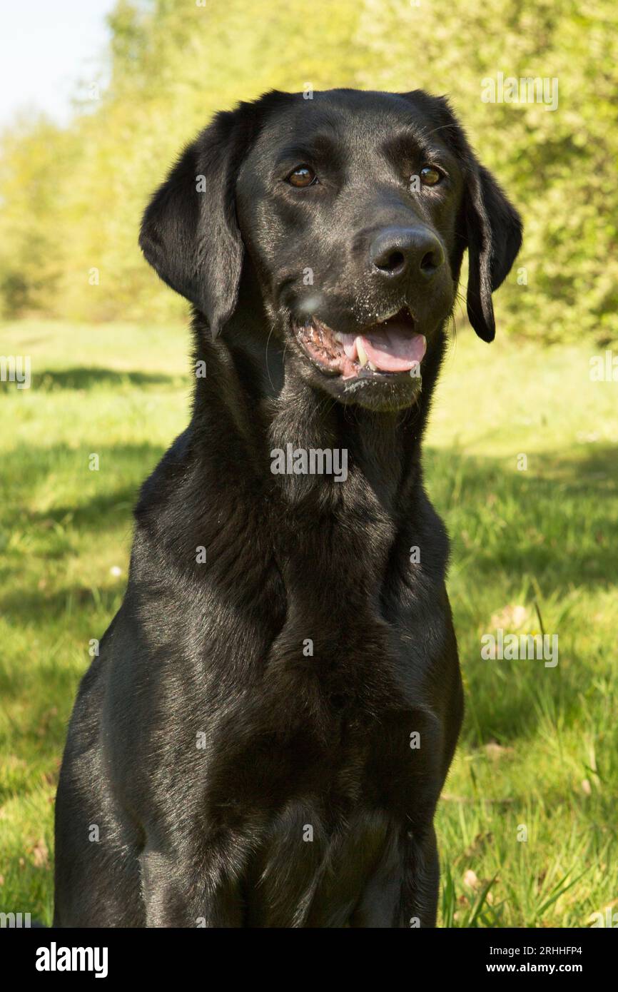 Black and golden dog hi-res stock photography and images - Alamy