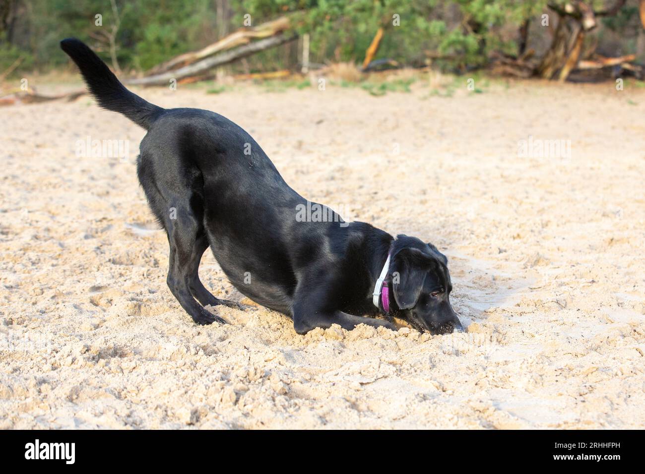 Golden retriever digging hi-res stock photography and images - Alamy