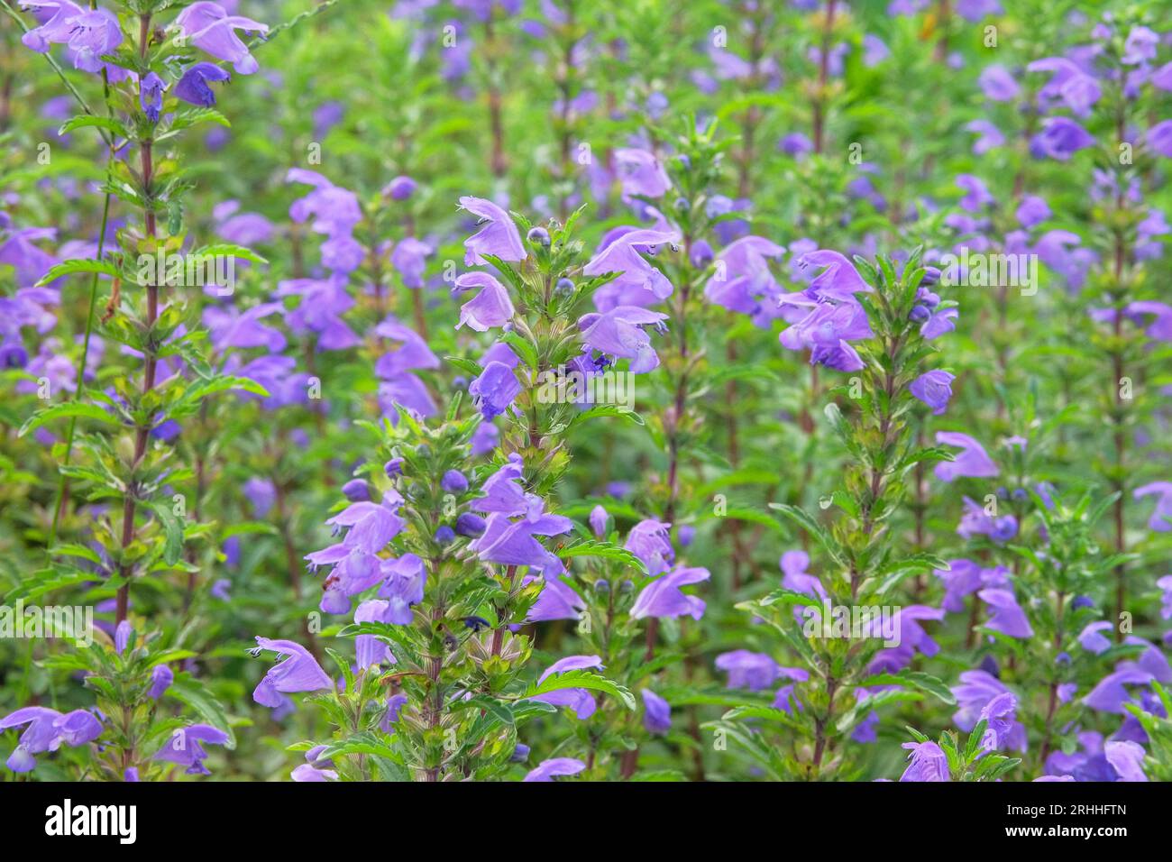 Nepeta cataria in farming and harvesting. Growing herb at home. Rustic ...