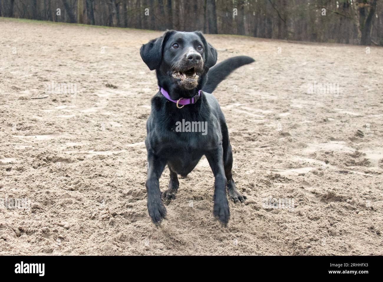 Gooi nature reserve hi-res stock photography and images - Alamy