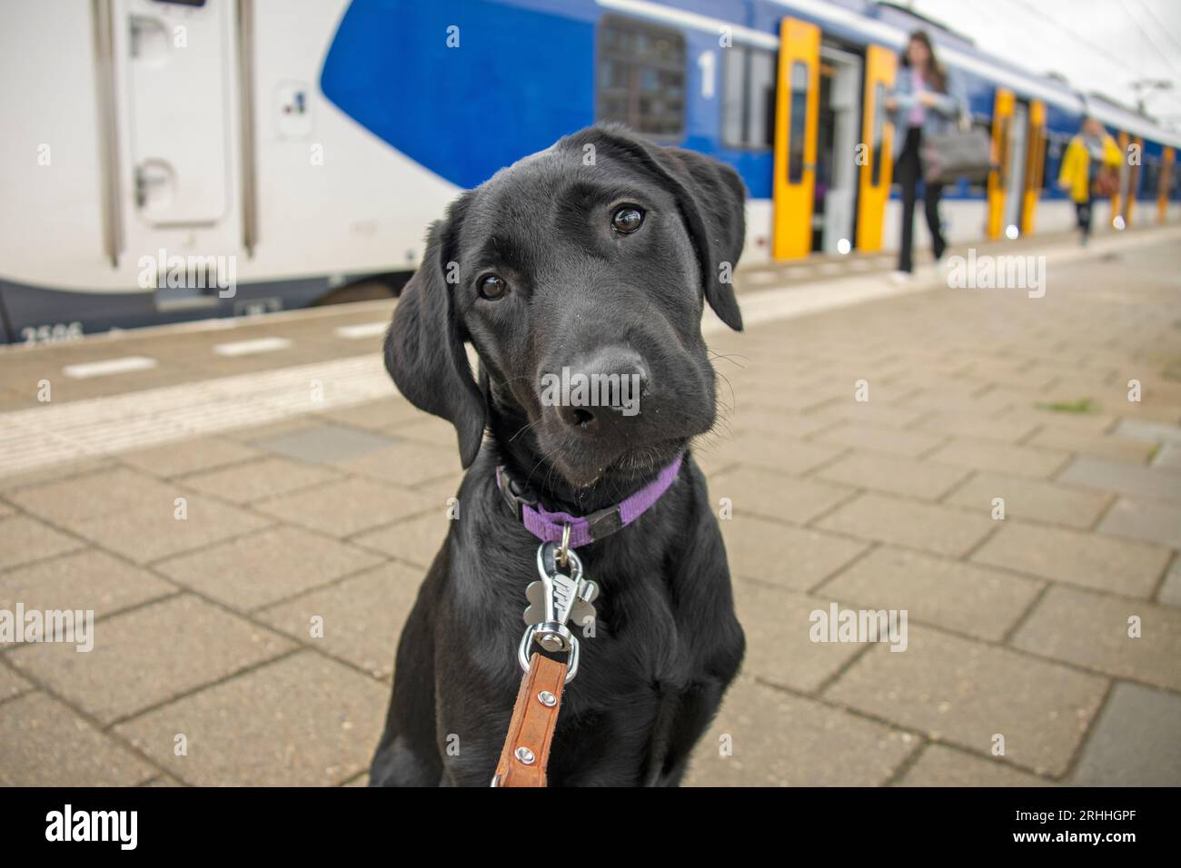Guide dog train station hi-res stock photography and images - Alamy