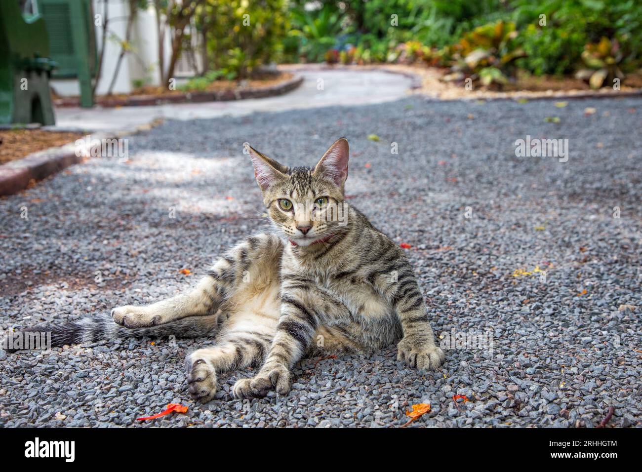 domestic cat in the garden of Ernest Hemmingway in Key West. Ernest ...