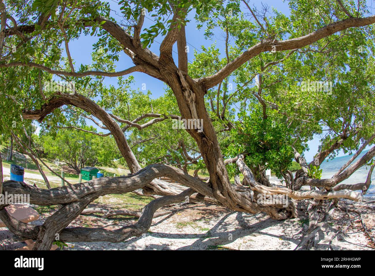beautiful empty beach in the Keys near Key West, Florida at Big Pine ...