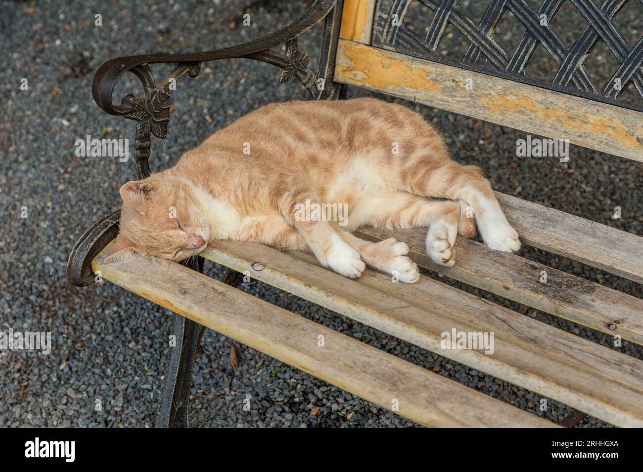 domestic cat in the garden of Ernest Hemmingway in Key West. Ernest ...