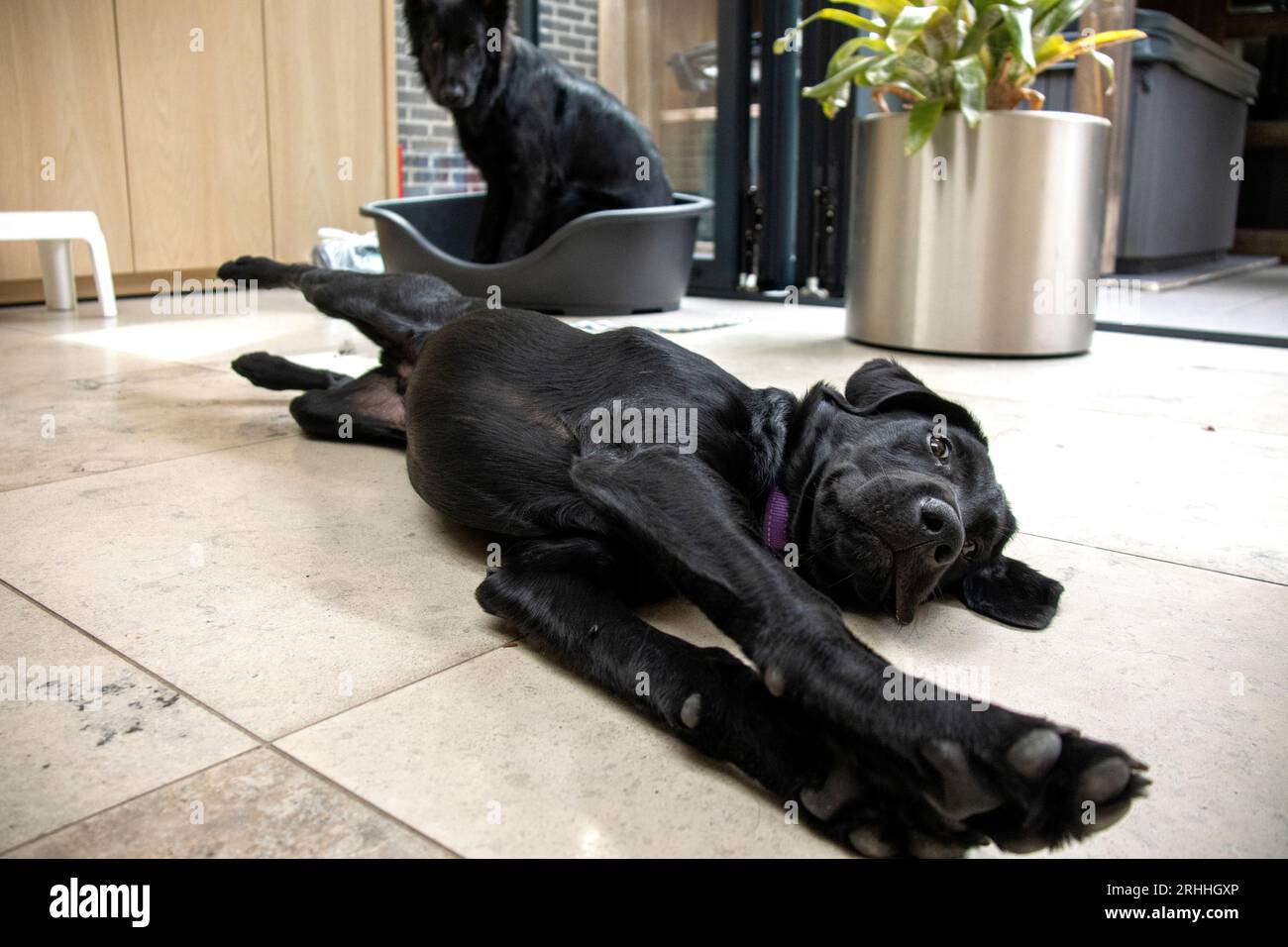 Dog guide golden retriever hi-res stock photography and images - Alamy