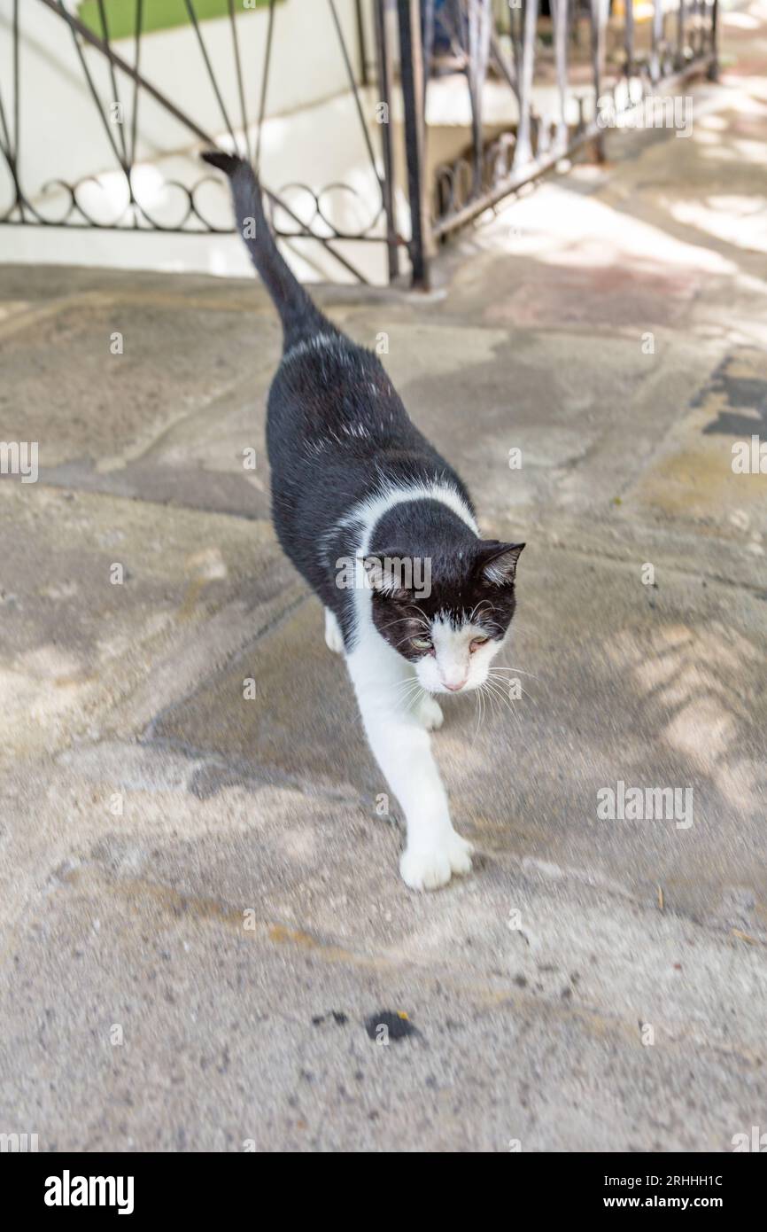 domestic cat in the garden of Ernest Hemmingway in Key West. Ernest ...