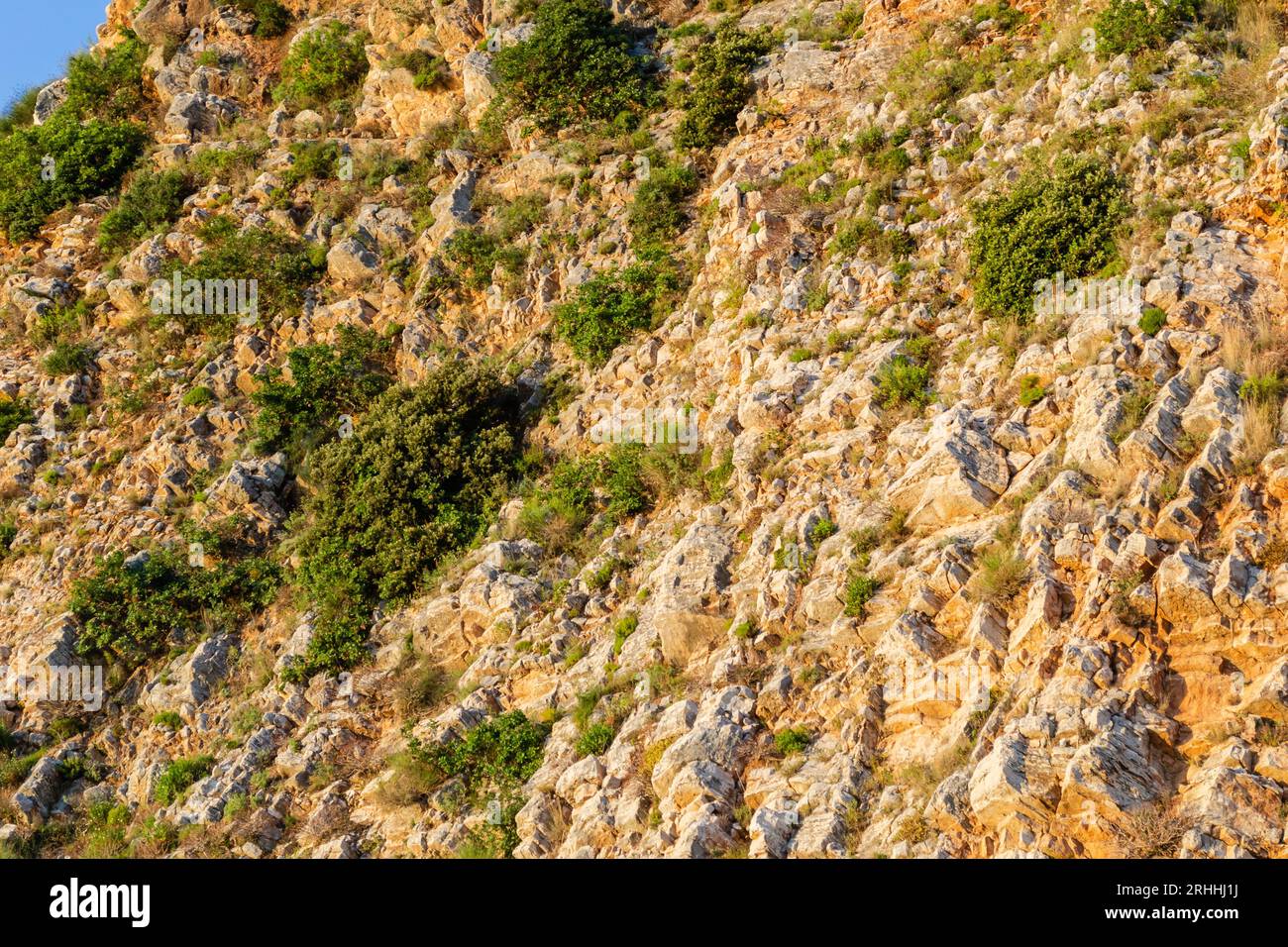 Sunlit cliffs, covered with branches of evergreen trees, in Petrovac na ...