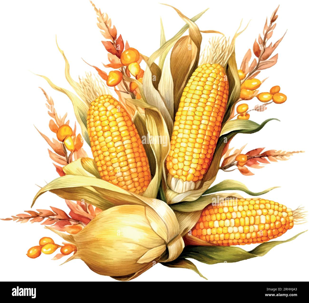 Watercolor corn hi-res stock photography and images - Alamy