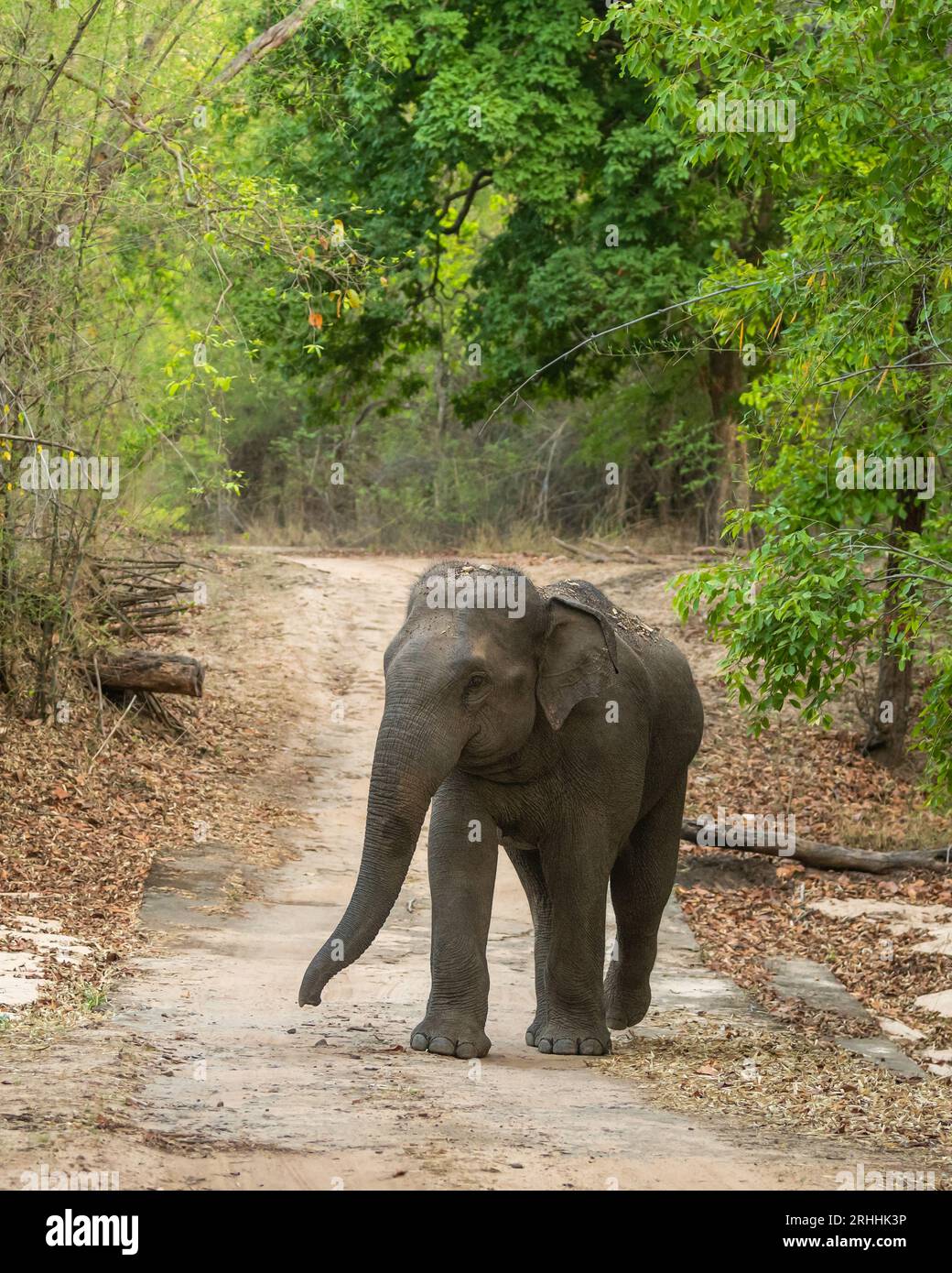 wild aggressive asian elephant or Elephas maximus indicus roadblock ...