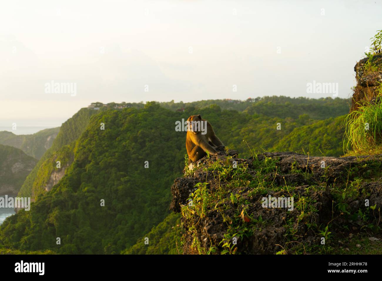Monkey posing hi-res stock photography and images - Alamy