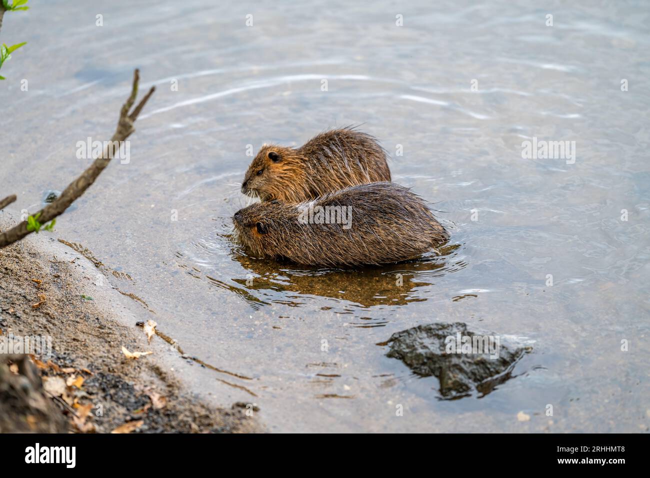 river nutria in the water near the shore in the wild Stock Photo - Alamy