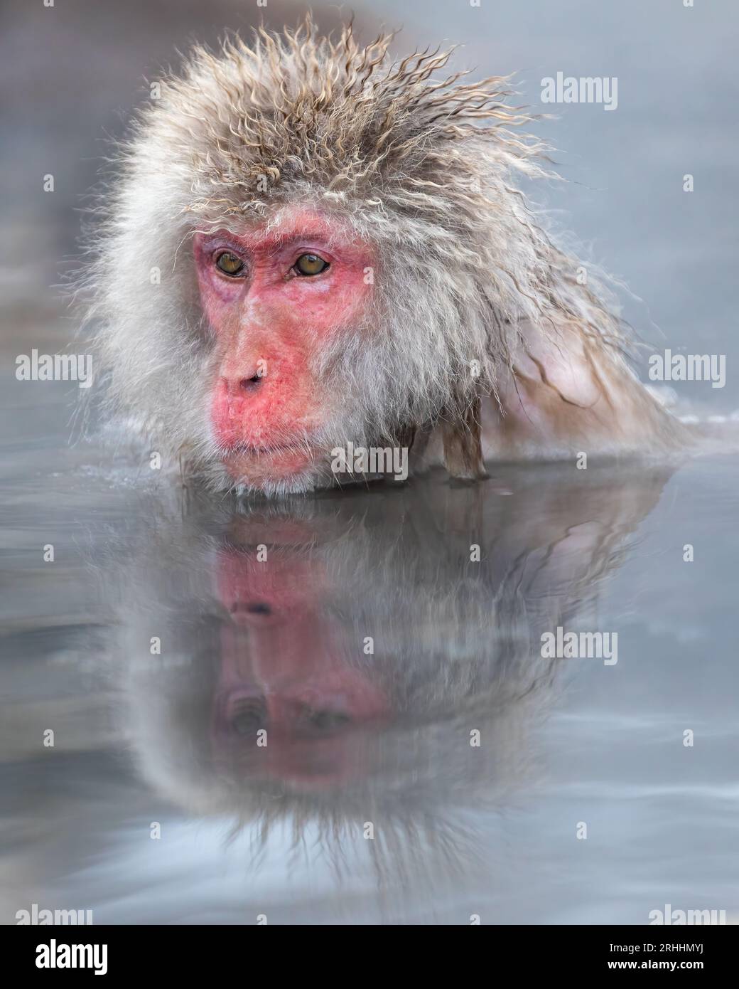 Snow Monkey (Japanese Macaque) in water, Jigokudani Monkey Park ...