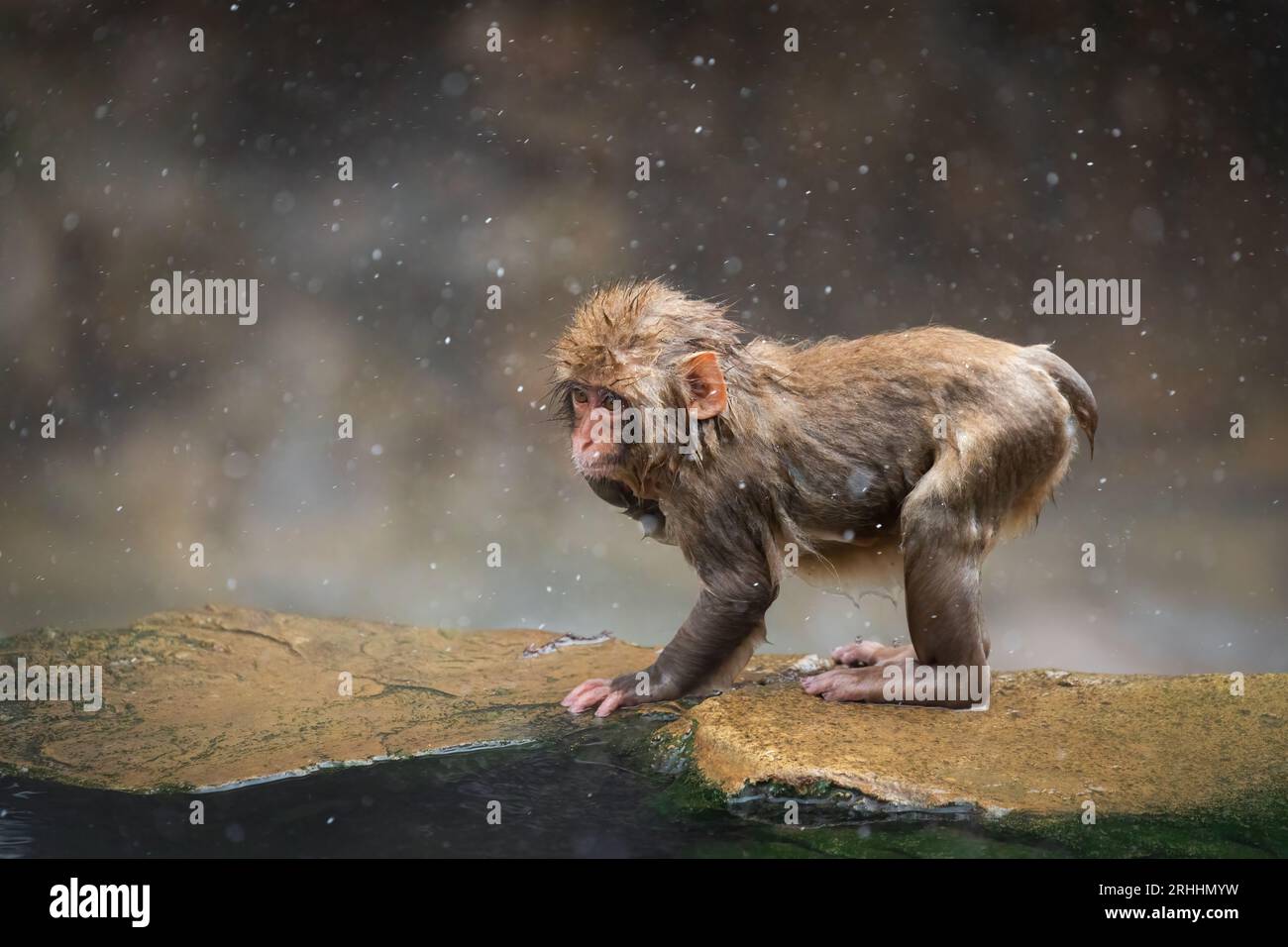 Baby snow monkey (Japanese Macaque) in a snow shower, Jigokudani Monkey ...